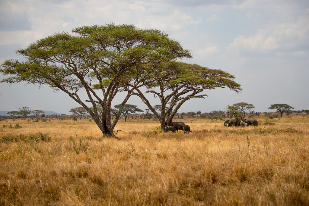 Safari Guide Job Archives - Safari Lodge School