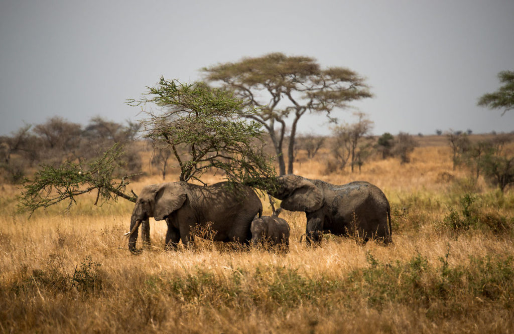 Why Pursue A Job As A Safari Guide? - Safari Lodge School